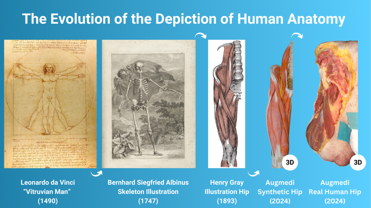 Anatomical Illustrations: The Whole History